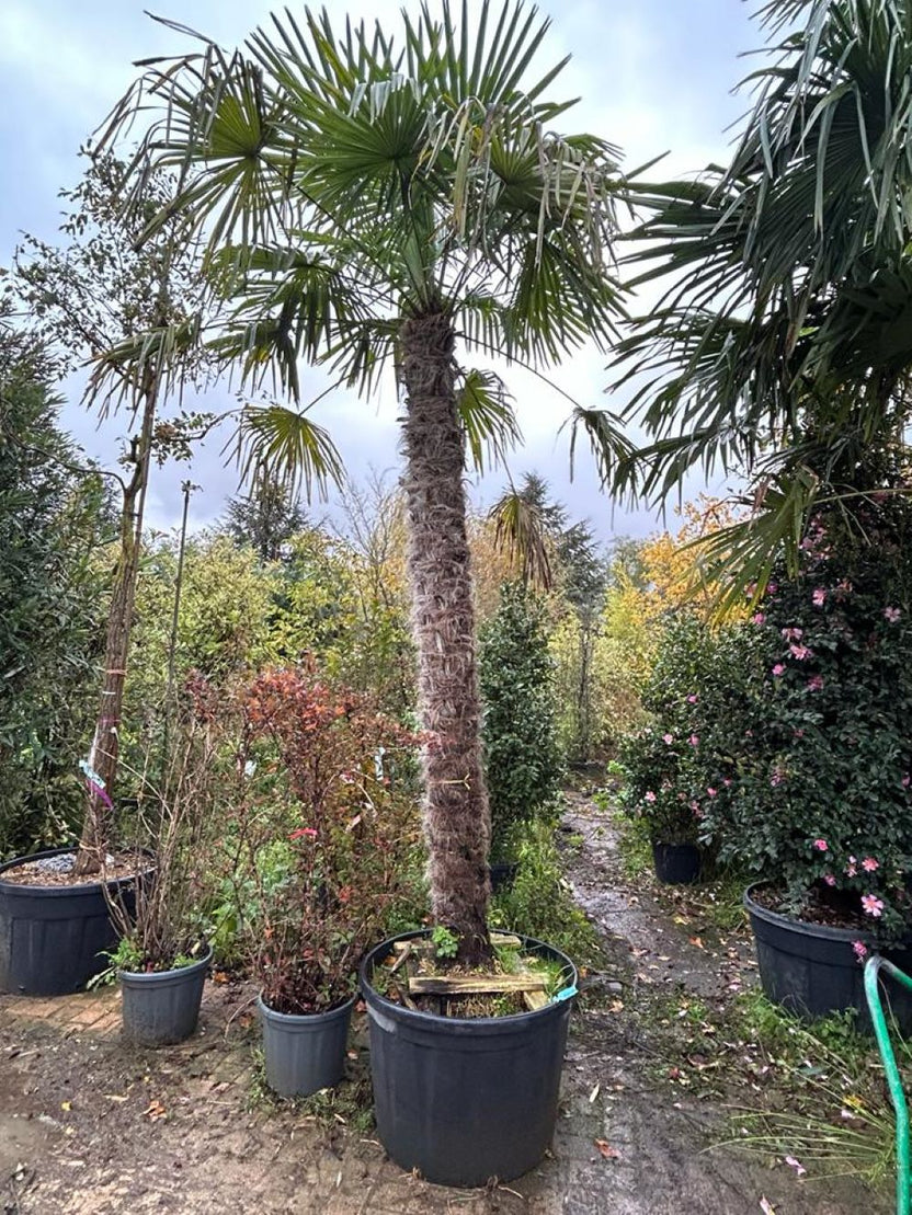 Palmier Trachycarpus Fortunei – Olea Paris